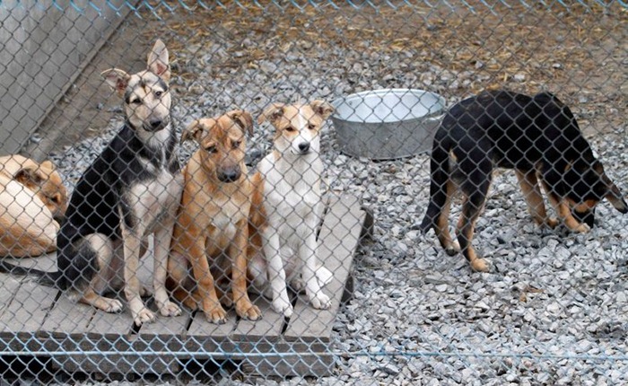 Shelter for Homeless Animals in Pirogovo, Ukraine | Amusing Planet